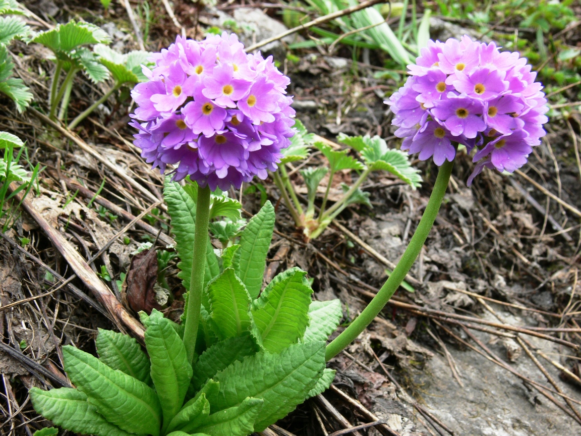 Primula denticulata – eFlora of India